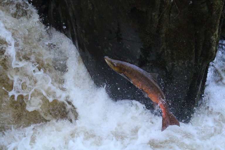 Severn Rivers Trust | A healthy, resilient river Severn for everyone